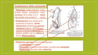 Graminacee morfologia | PPTX