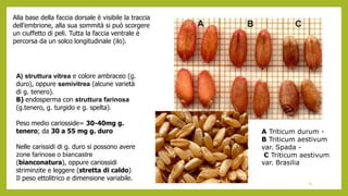 Graminacee morfologia | PPTX