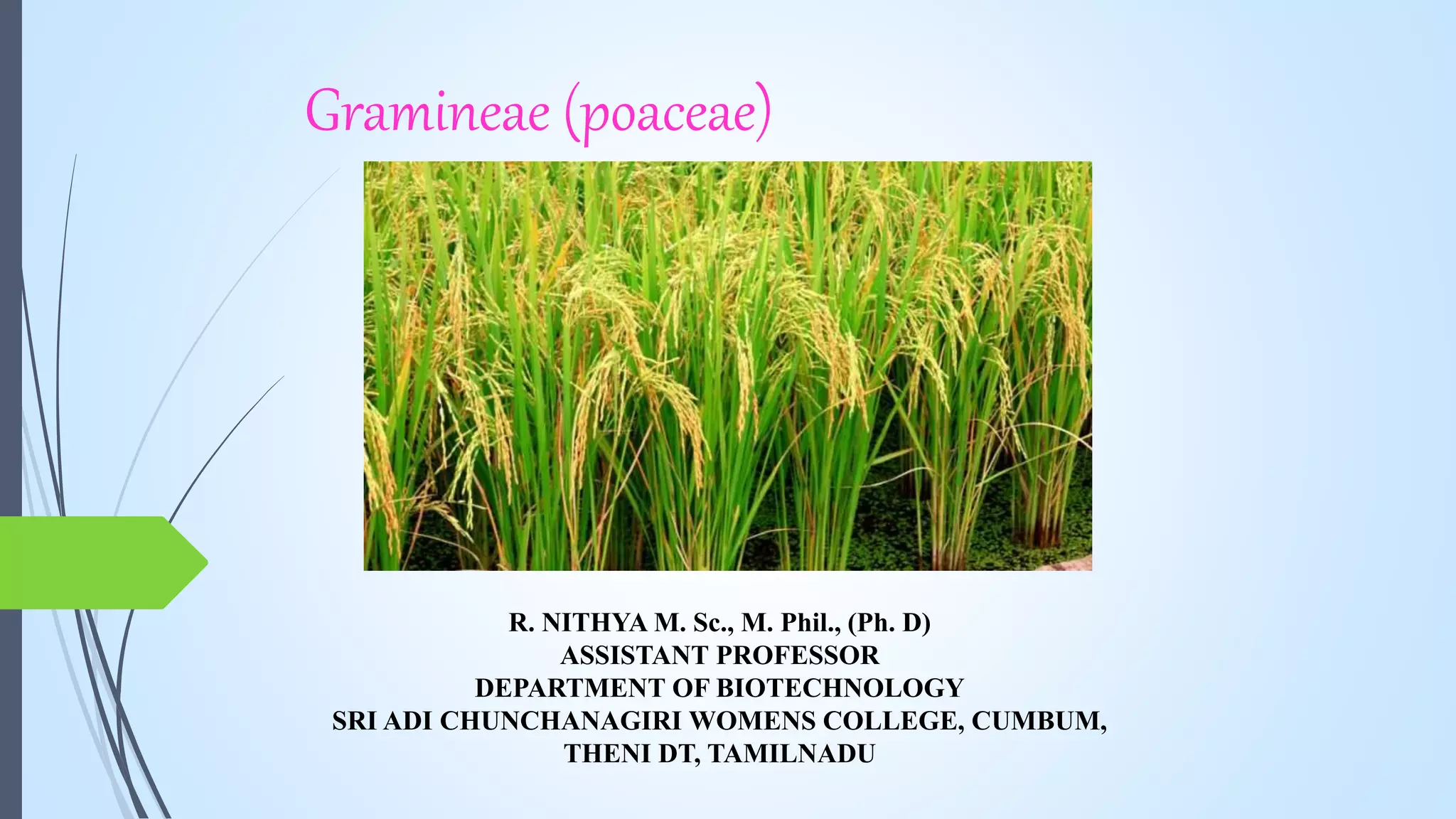 Gramineae | PPT