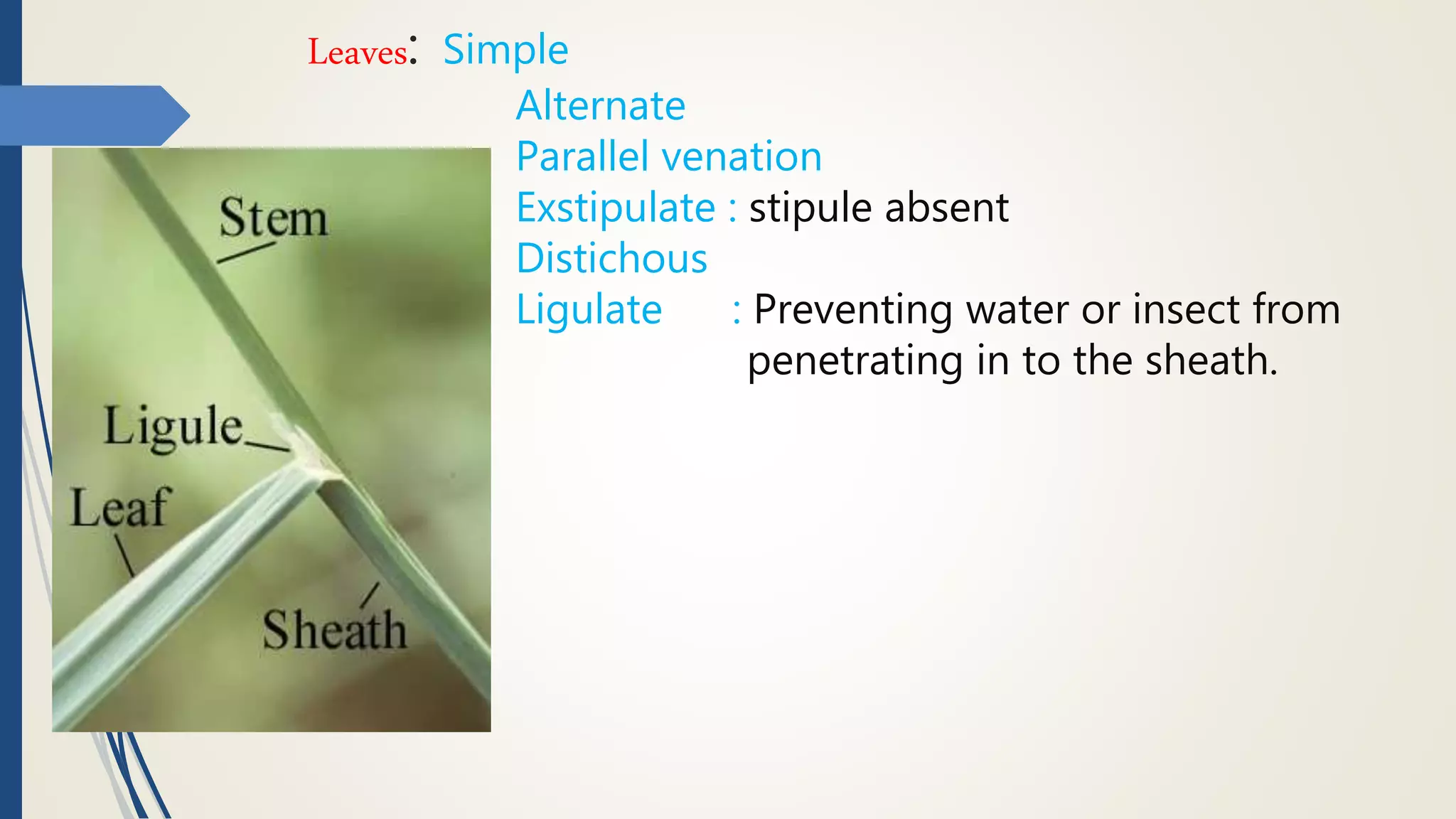 Gramineae (poaceae).it is the one of the largest plant family | PPTX