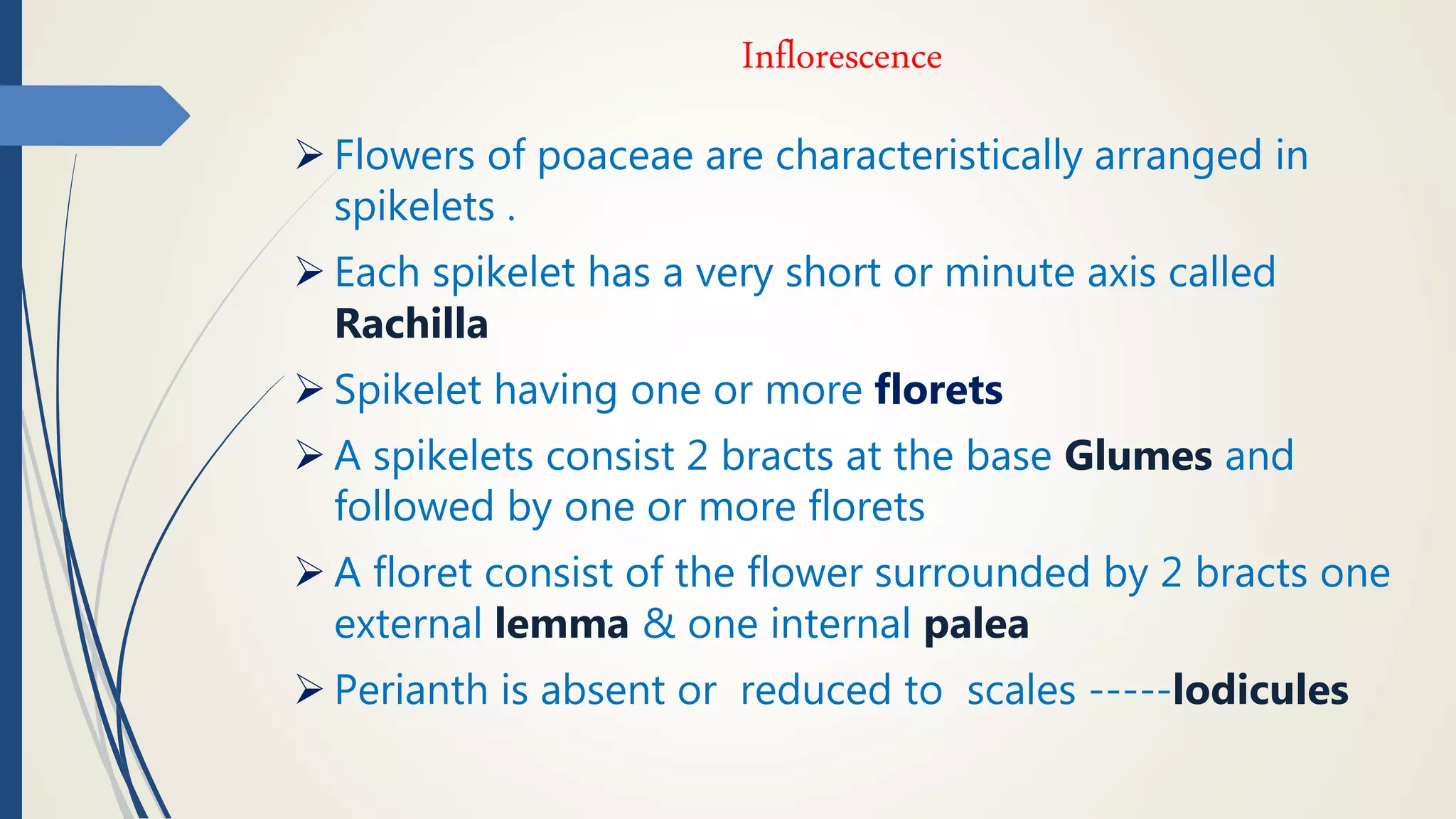 Gramineae (poaceae).it is the one of the largest plant family | PPTX ...