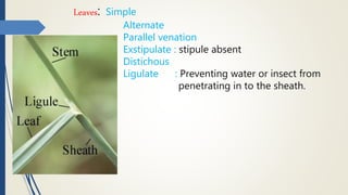 Gramineae (poaceae).it is the one of the largest plant family | PPTX