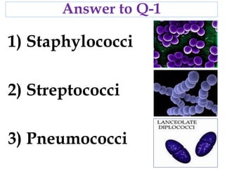 Gram+ive cocci | PPT