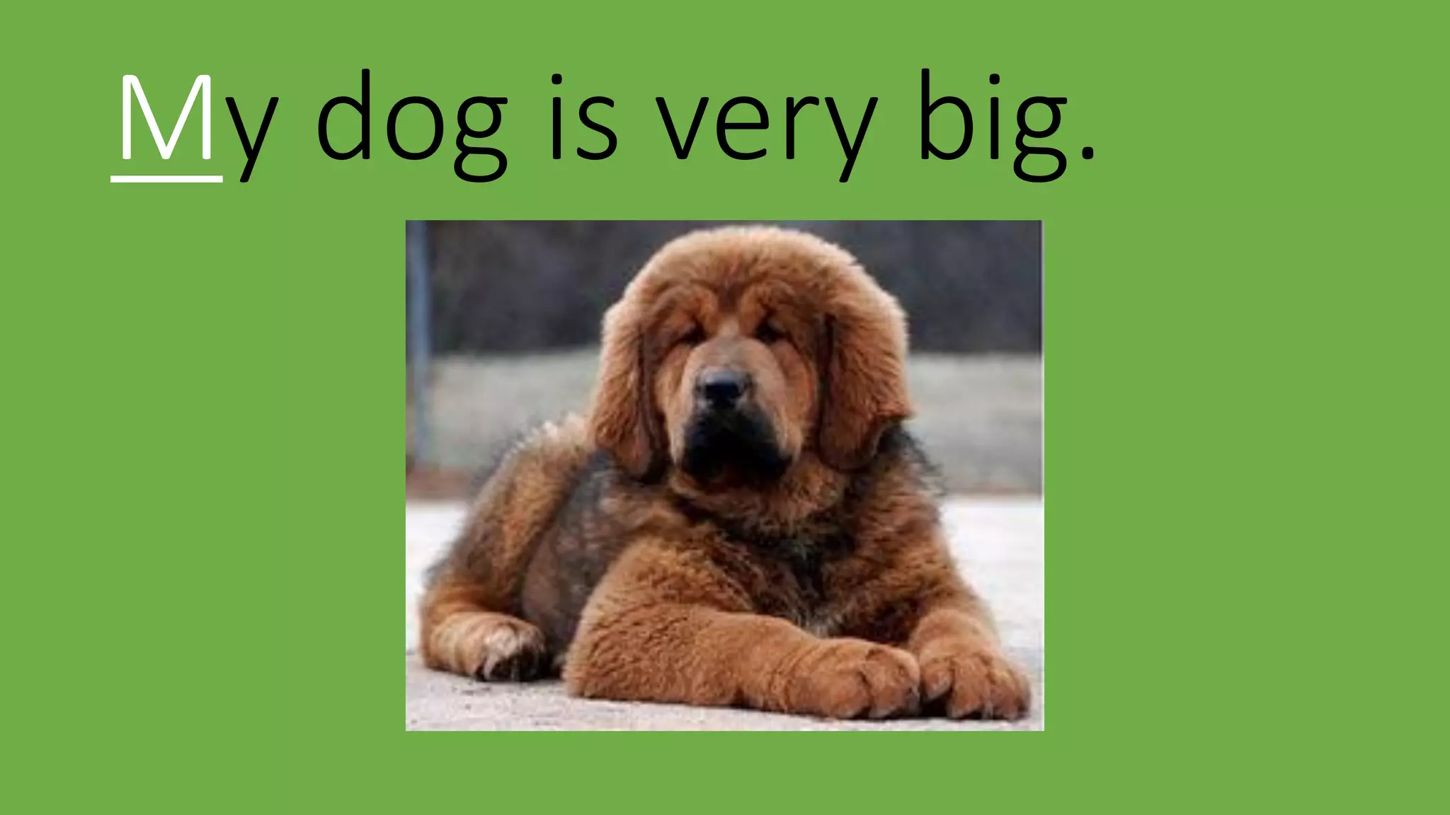 Sentences ( Capital Letters and Periods) | PDF