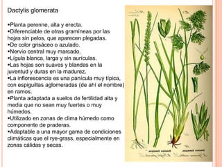 Gramíneas.. | PPTX