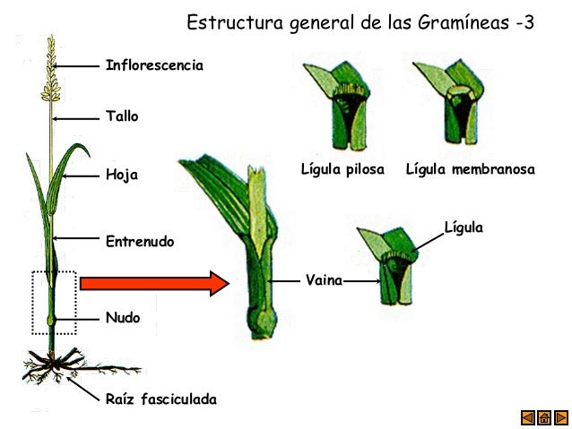 Gramíneas