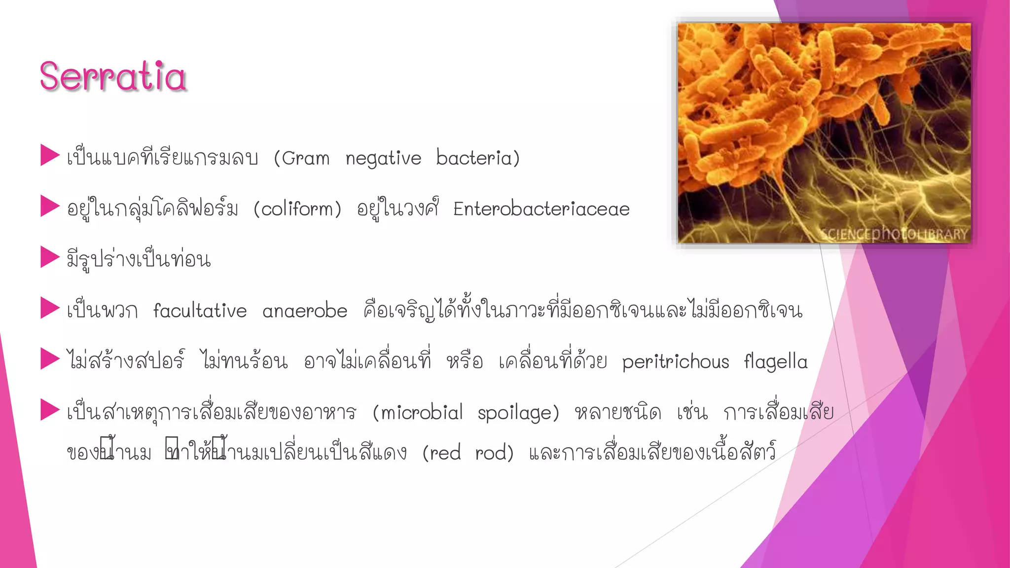 Gram negative bacilli | PPTX