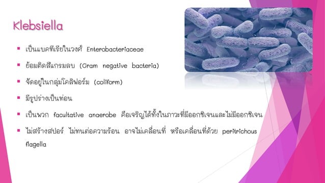 Gram negative bacilli | PPTX
