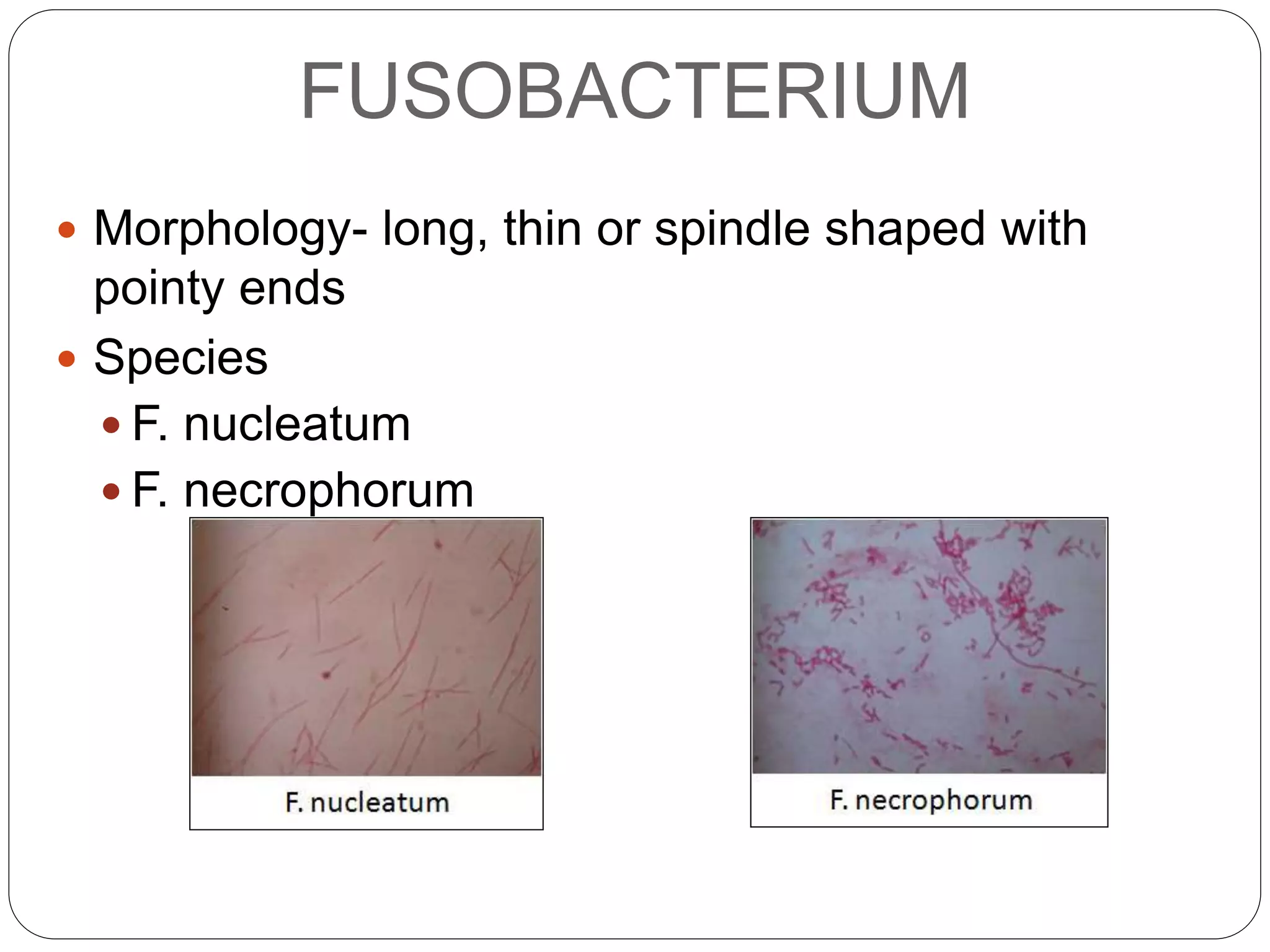 Gram negative bacilli | PPTX