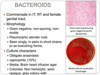 Gram negative bacilli | PPTX