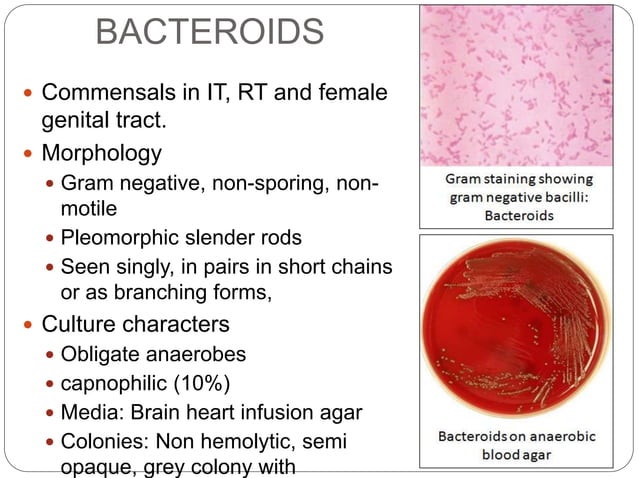 Gram negative bacilli | PPTX