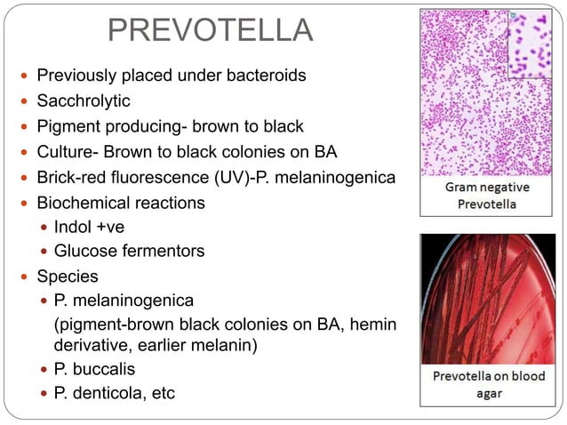 Gram negative bacilli | PPTX