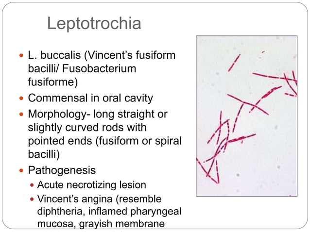 Gram negative bacilli