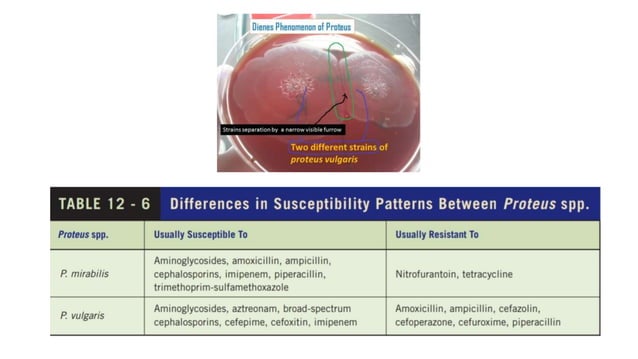 Gram negative bacilli (Enterobacteriaceae) | PPTX | Infectious Diseases ...