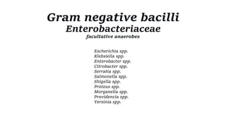 Gram Negative Coccobacilli Versus Rods