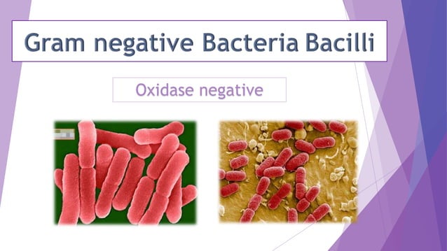 Gram negative bacteria bacilli oxidase negative | PPTX