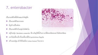 Gram negative bacteria bacilli oxidase negative | PPTX