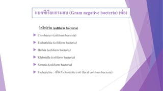 Gram negative bacteria bacilli oxidase negative | PPTX