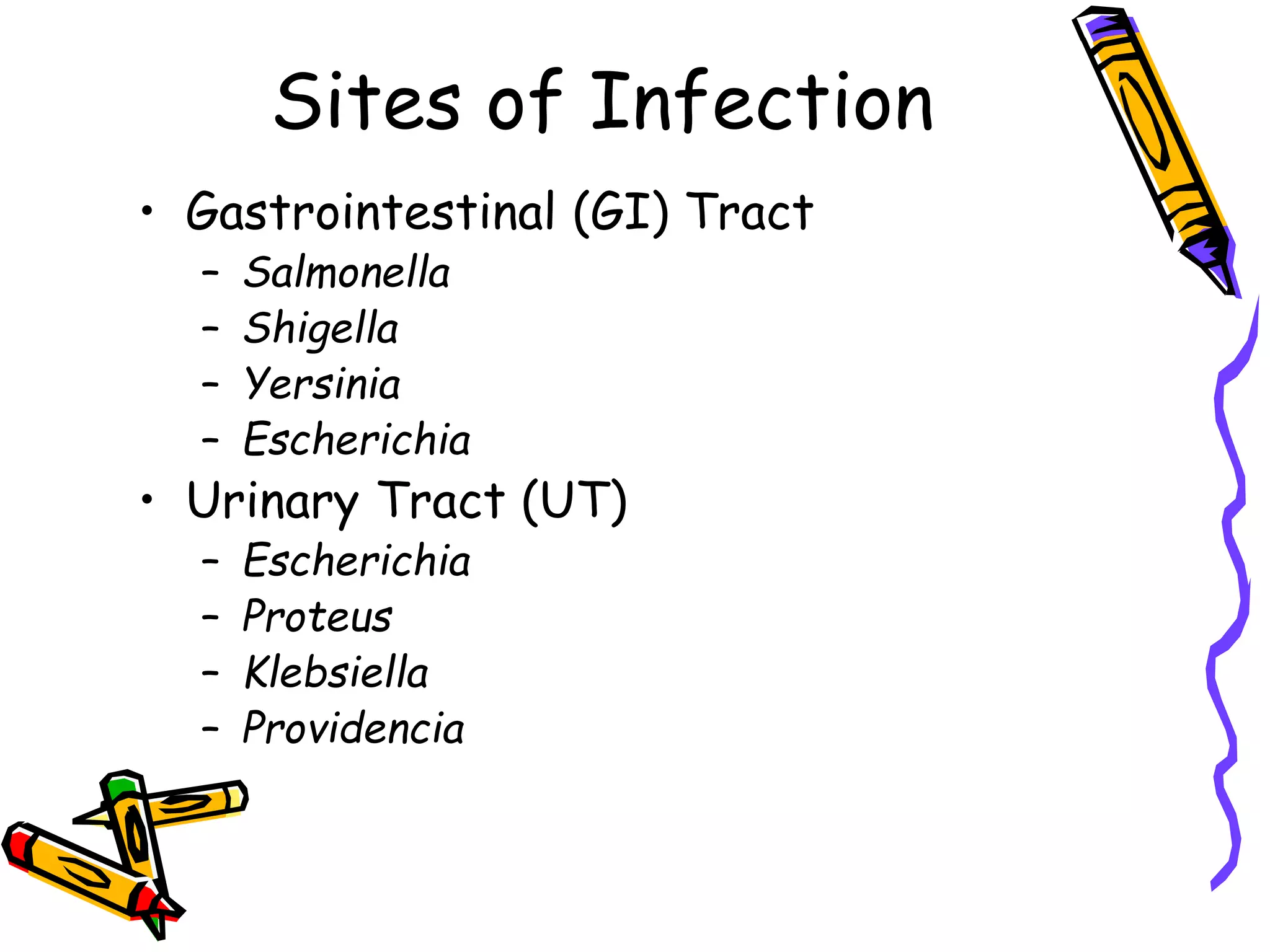 Gram Negative Bacteria.ppt