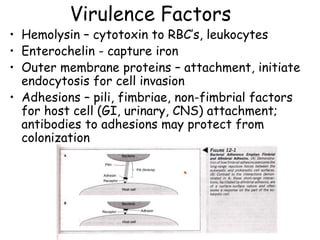 Gram Negative Bacteria.ppt