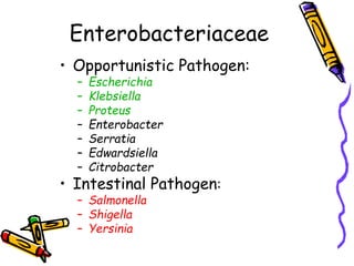 Gram Negative Bacteria.ppt | Digestive Disorders | Diseases and Conditions