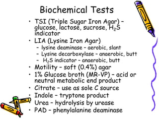 Gram Negative Bacteria.ppt | Digestive Disorders | Diseases and Conditions