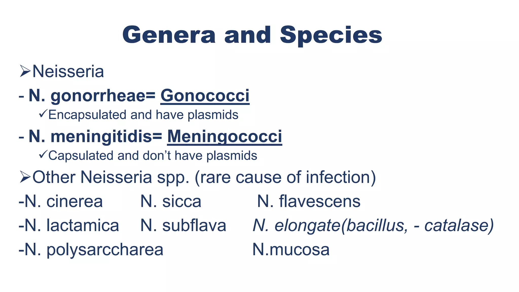 Gram negative cocci | PPTX