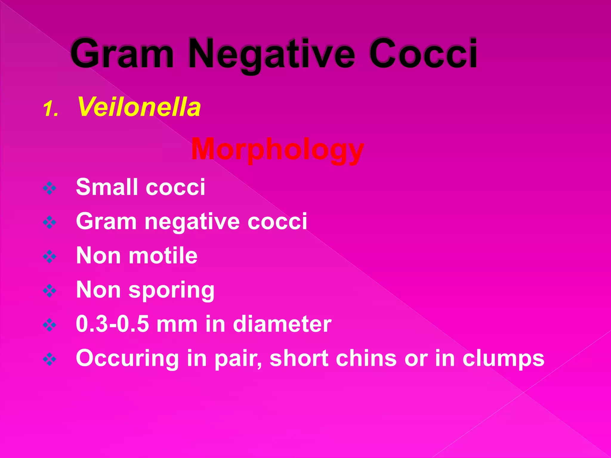 Gram negative cocci | PPTX