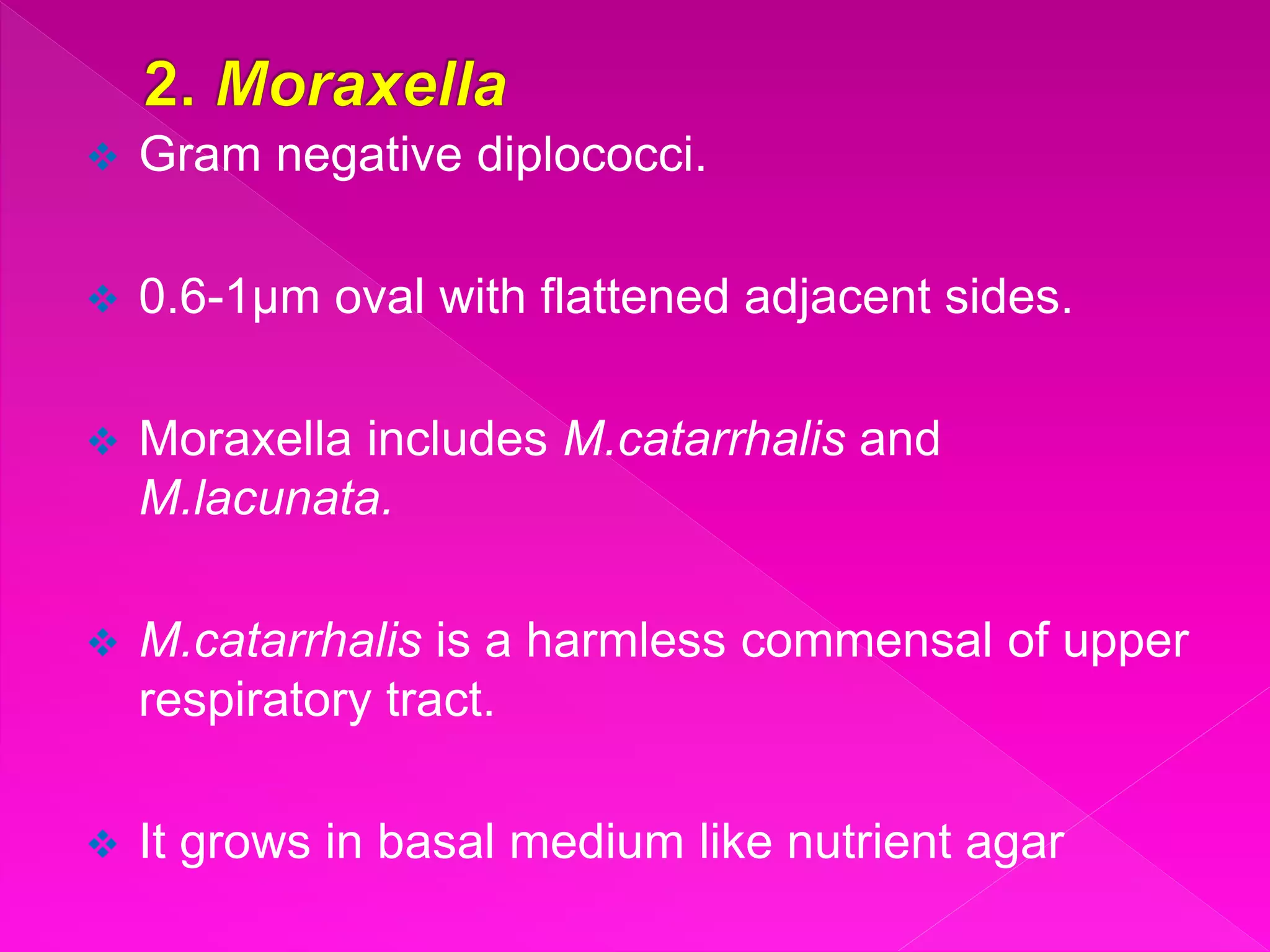 Gram negative cocci | PPTX
