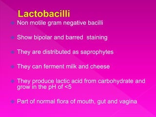 Gram negative cocci | PPTX