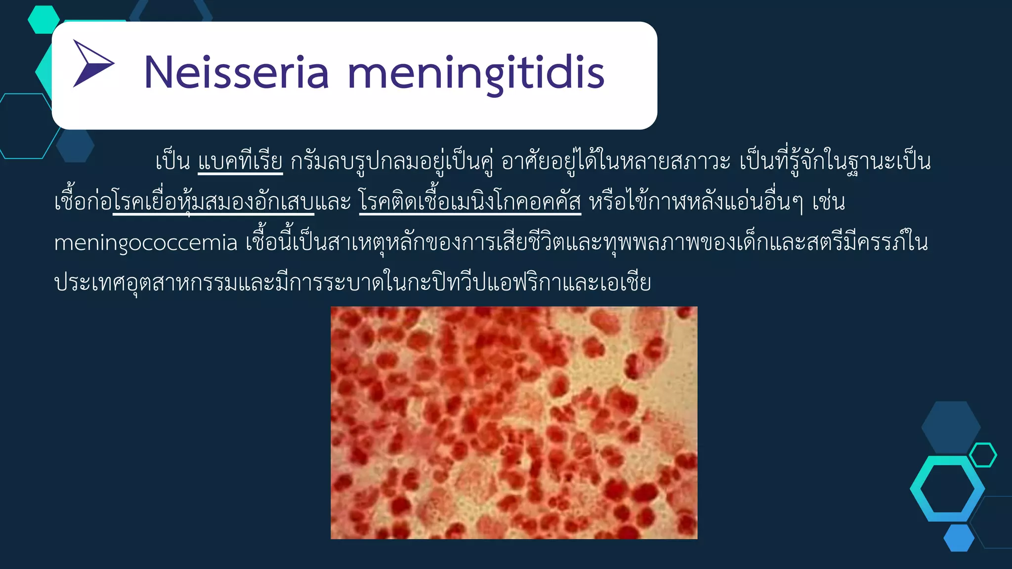 Gram negative cocci | PPTX