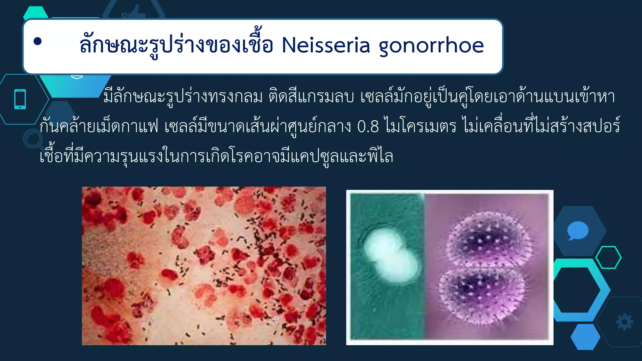 Gram negative cocci | PPTX