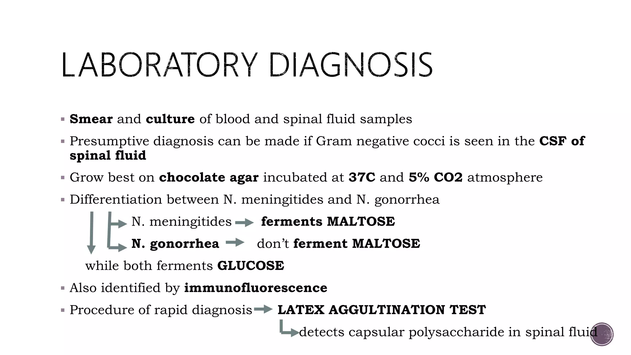 Gram negative cocci | PPTX
