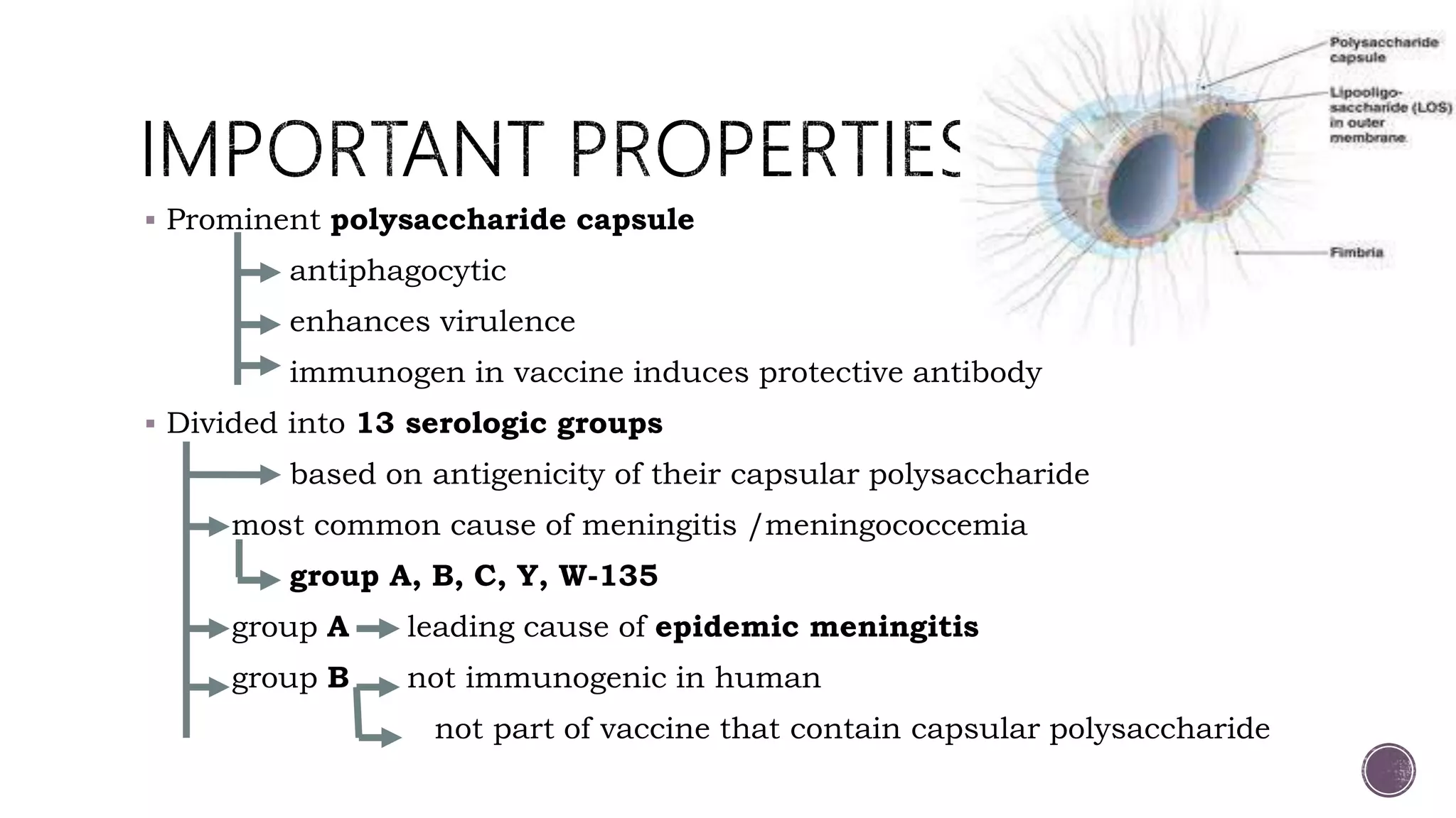 Gram negative cocci | PPTX