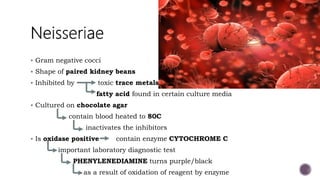 Gram negative cocci | PPTX