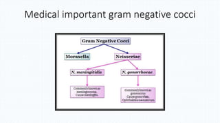 gram negative cocci.pptx