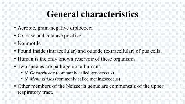 gram negative cocci.pptx | Infectious Diseases | Diseases and Conditions