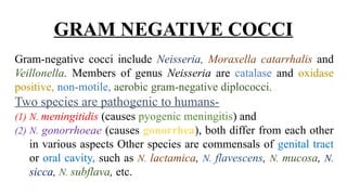 All Paramedical, Nursing and MBBS Courses/GRAM NEGATIVE COCCI.pptx ...