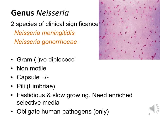 Gram negative cocci - Batch 03.ppt | Infectious Diseases | Diseases and ...