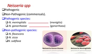 Gram negative cocci (Neisseria spp), 23J_2026.pdf