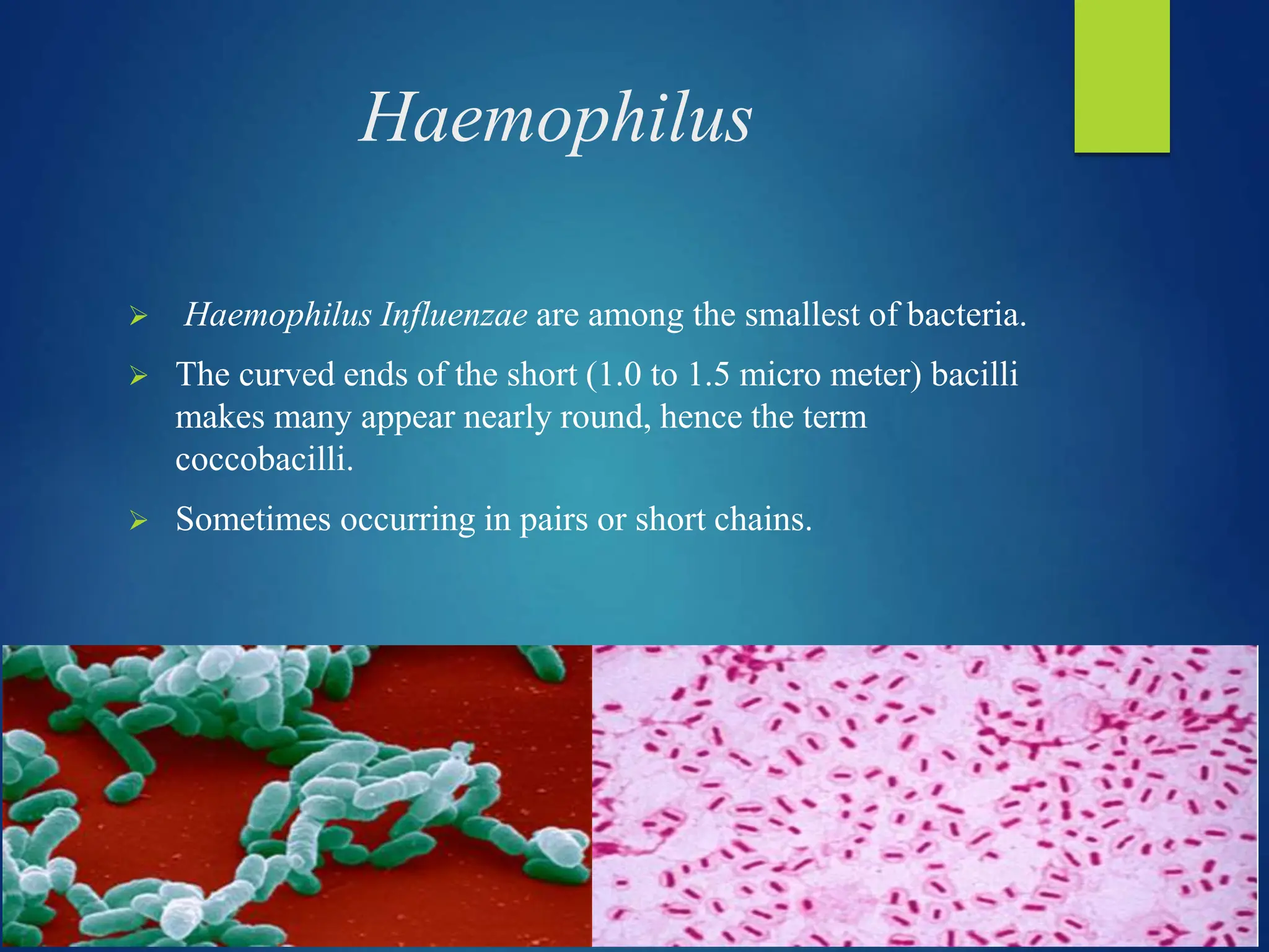 Gram Negative Cocco Bacilli.pptx