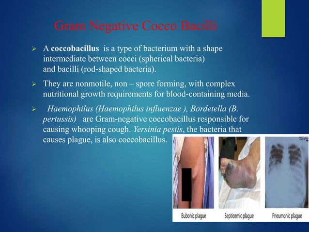 Gram Negative Cocco Bacilli.pptx | Infectious Diseases | Diseases and ...