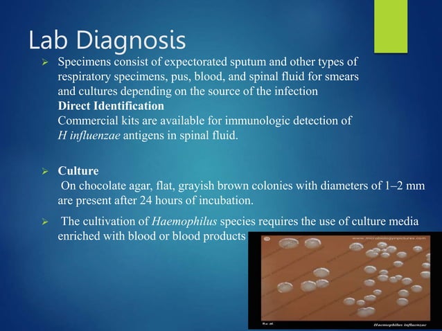 Gram Negative Cocco Bacilli.pptx | Infectious Diseases | Diseases and ...