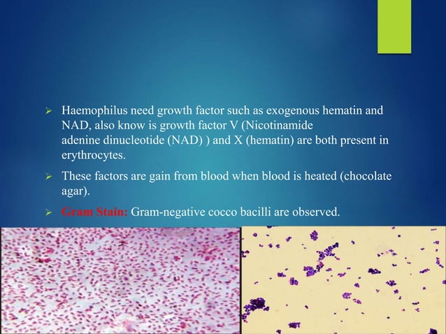 Gram Negative Cocco Bacilli.pptx | Infectious Diseases | Diseases and ...