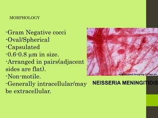 Gram_Negative_Diplococci | PPTX