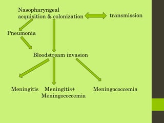 Gram_Negative_Diplococci | PPTX