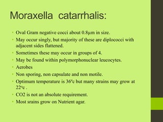 Gram_Negative_Diplococci | PPTX