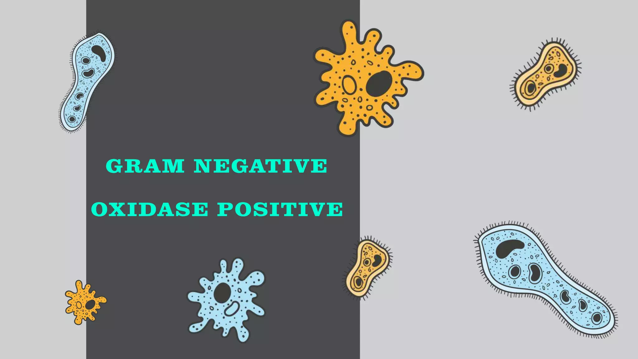 Gram negative oxidase positive | PPTX