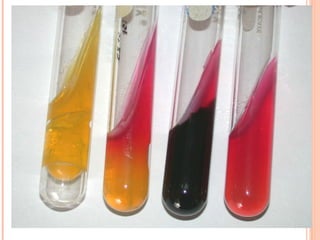 Gram negative rods | PPT