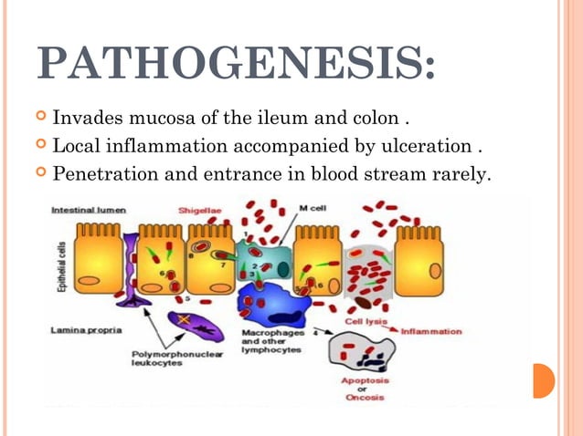 Gram negative rods | PPT | Chemistry | Science